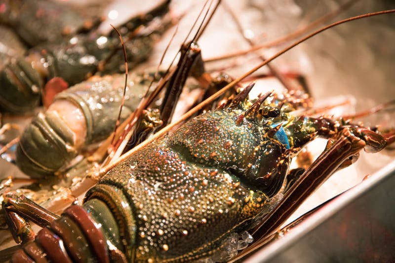 Raw Lobsters Uncooked Show in Night Market Stock Photo - Image of ...