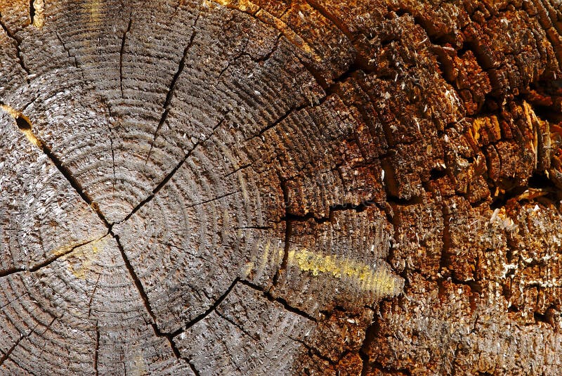 Rough wood logs texture stock image. Image of texture - 149479905