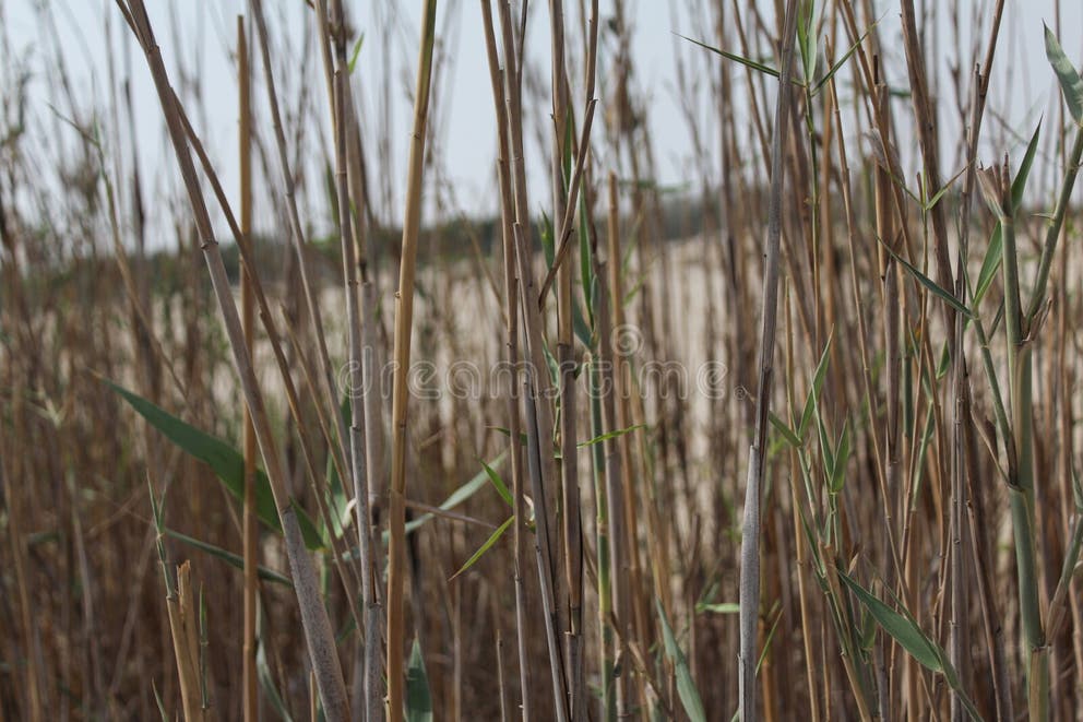 The Raw Long Straws in the Middle of Desert Stock Photo - Image of wood ...