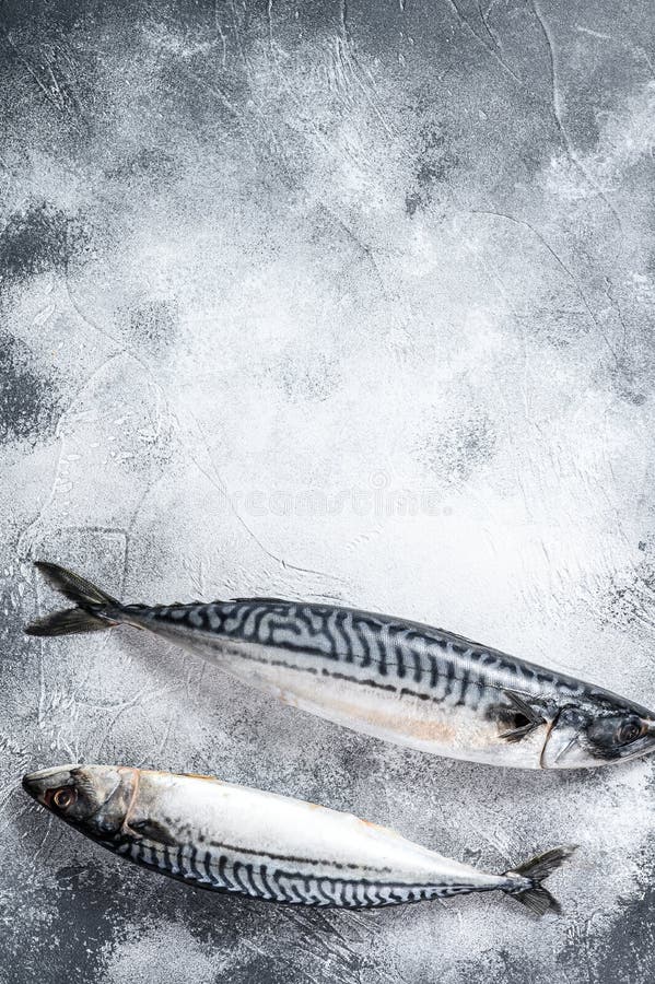 Raw Mackerel Fish. Gray Background. Top View Stock Photo - Image of ...
