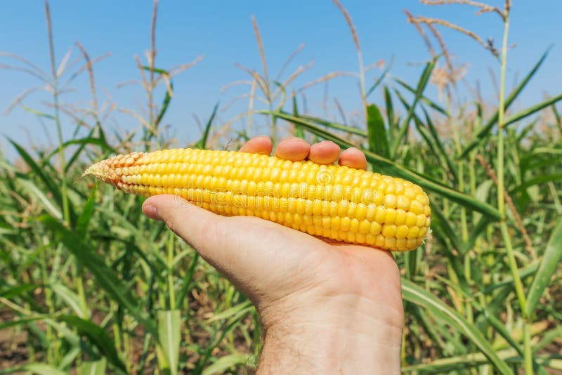 Raw Maize in Hand Over Green Field Stock Photo - Image of health ...