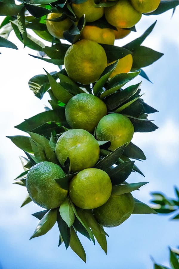 Raw Mandarin Tree in Birgi Village Stock Photo - Image of nature ...