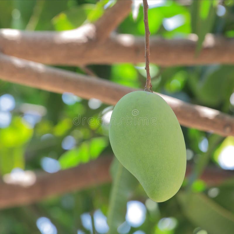 Raw mango stock image. Image of hang, plant, garden, farm - 24895711