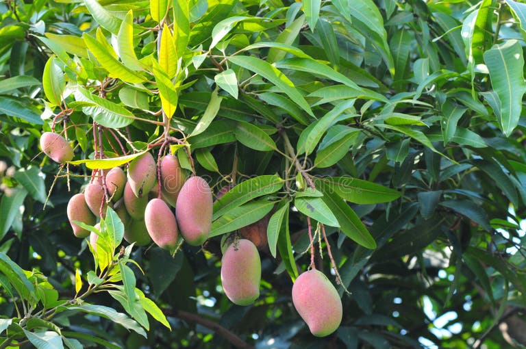 1,961 Baby Mango Stock Photos - Free & Royalty-Free Stock Photos from ...