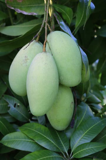 Mango Keo Savoy Stock Photos - Free & Royalty-Free Stock Photos from ...