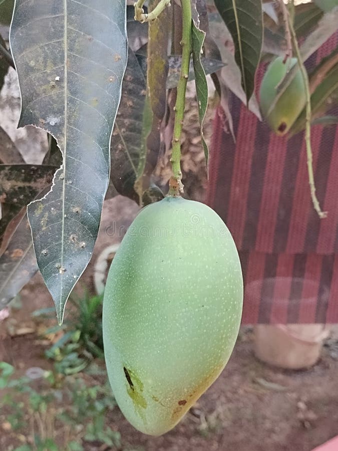 Raw mango g stock photo. Image of tree, food, vegetable - 271817936