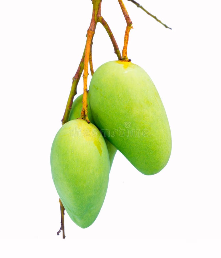 Raw mango stock image. Image of food, white, isolated - 52653965