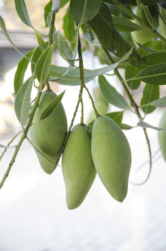 Raw mango stock image. Image of asia, leafy, leaf, green - 36838831