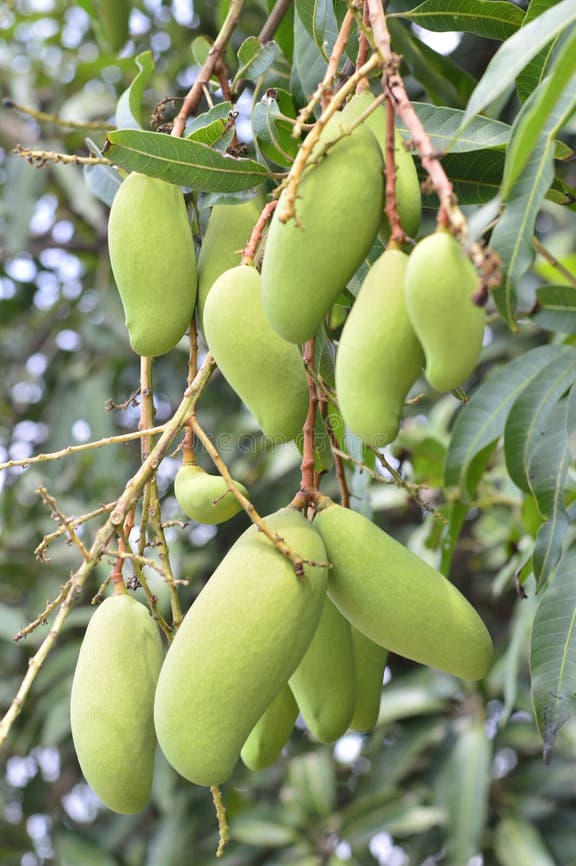 Raw mango stock photo. Image of environment, growing - 51394824
