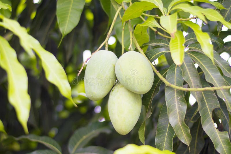 Raw mango stock image. Image of plant, food, freshness - 53099803