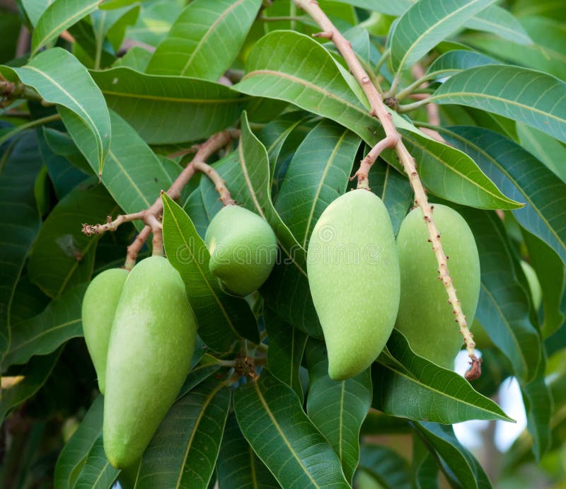 Raw mango on tree stock photo. Image of environment, healthy - 23603052