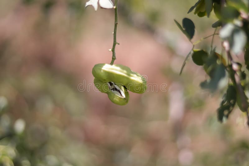 Raw Manila Tamarind or Pithecellobium Dulce, the Manila Tamarind on ...
