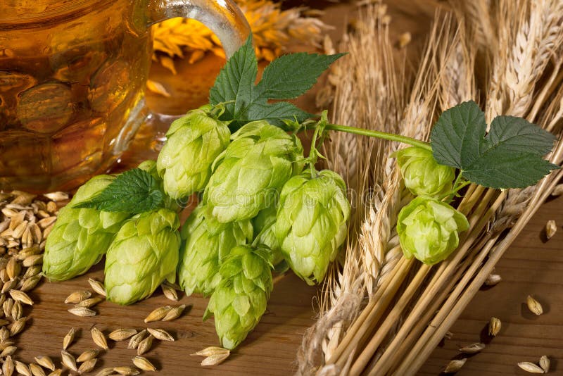 Raw Material for Beer Production Stock Photo - Image of humulus ...