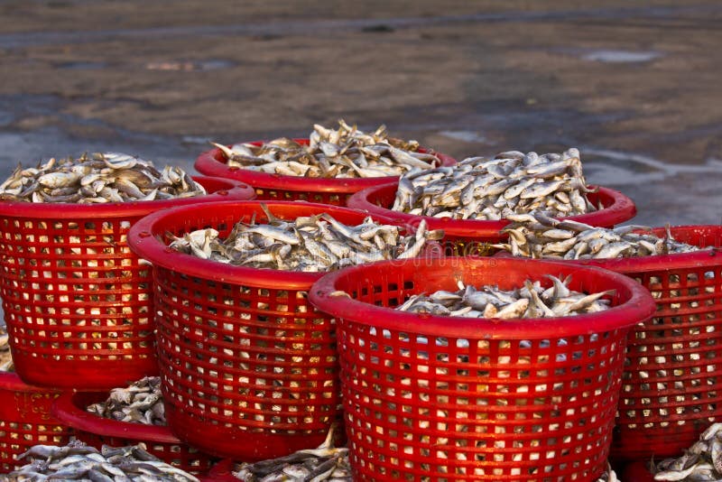Raw Material Fish in Baskets Stock Photo - Image of yellow, travally ...
