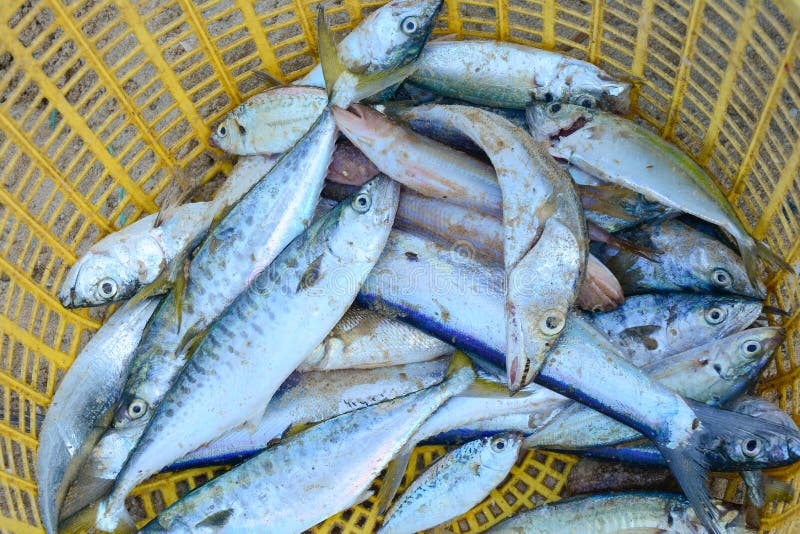 Raw Material Fish in Baskets Stock Photo - Image of yellow, travally ...