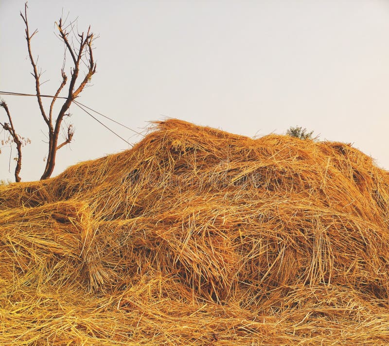 Raw material of rice paddy stock image. Image of paddy - 235613753