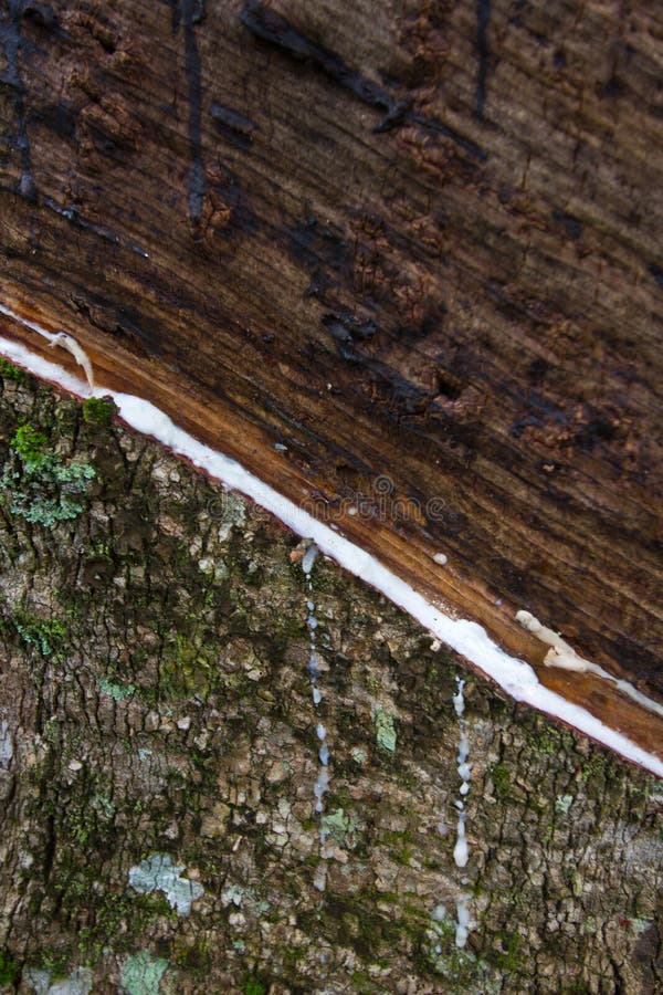 Raw material rubber tree stock photo. Image of export - 48563900