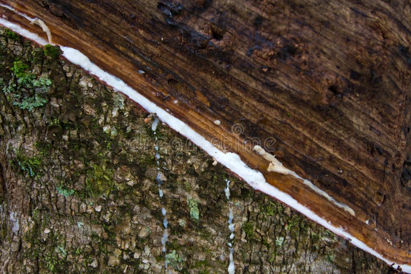 Raw material rubber tree stock image. Image of forest - 48563957