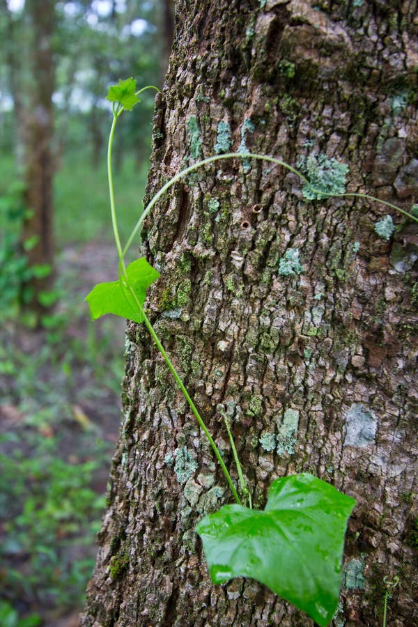 Raw material rubber tree stock photo. Image of natural - 48564098