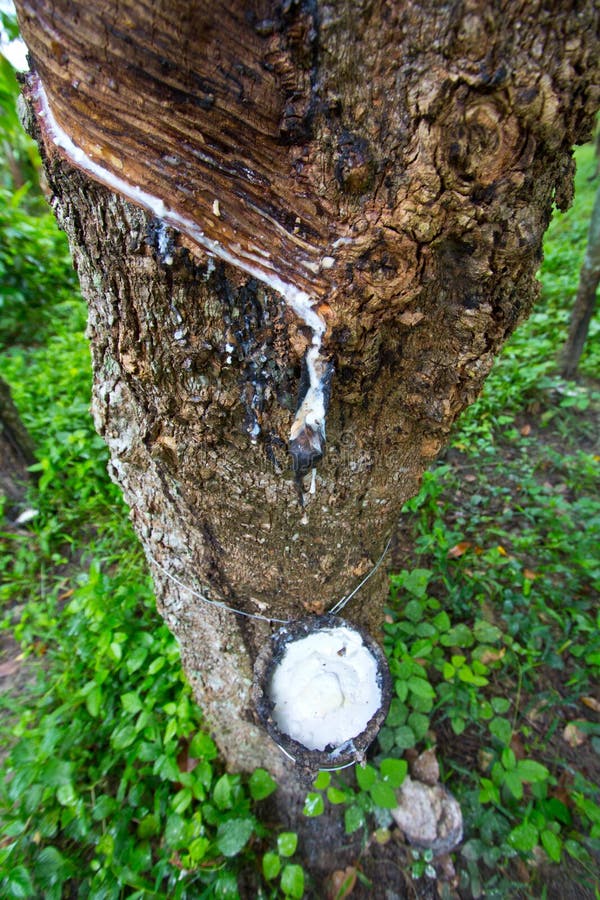 Raw material rubber tree stock image. Image of blue, band - 48564271