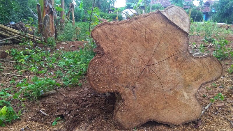 Tree cut stock photo. Image of trail, geology, wood - 227988522