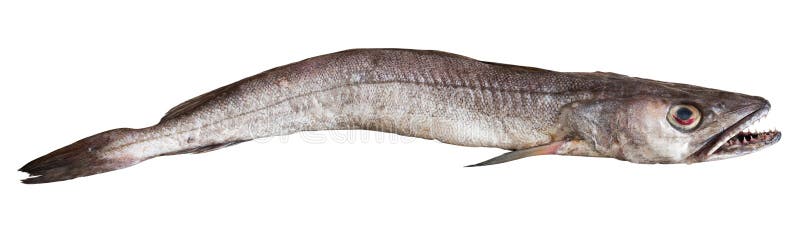 Raw Merluccius on White Background Stock Image - Image of delicacy ...