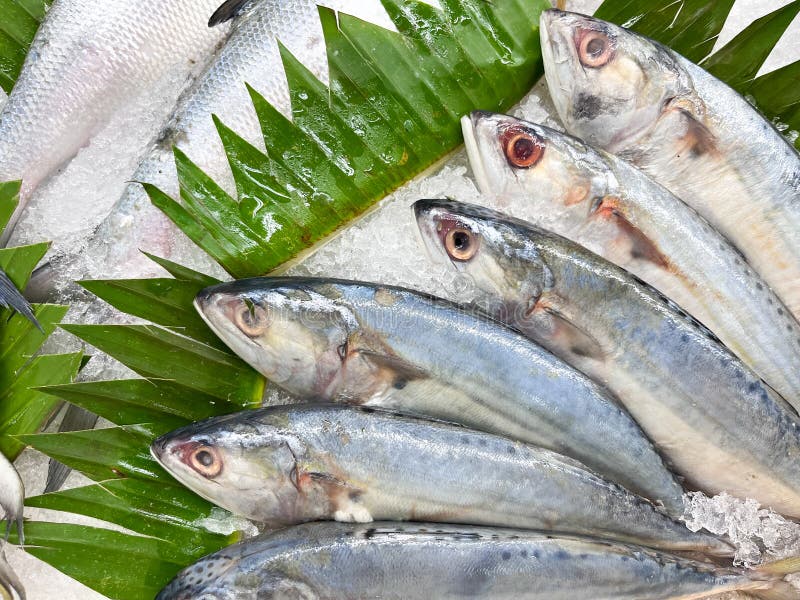Raw Milkfish Served with Ice. Stock Image - Image of restaurant, food ...