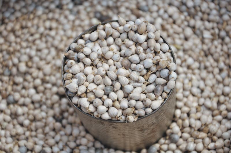 Raw millet stock photo. Image of healthy, harvest, buckwheat - 15035956
