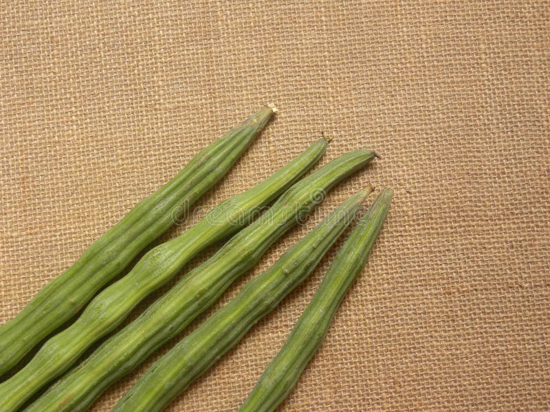 Raw Moringa oleifera stock image. Image of nature, antioxidants - 182242087