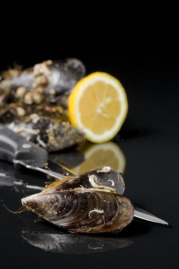 Raw mussel food stock photo. Image of cook, mussel, cuisine - 22478622