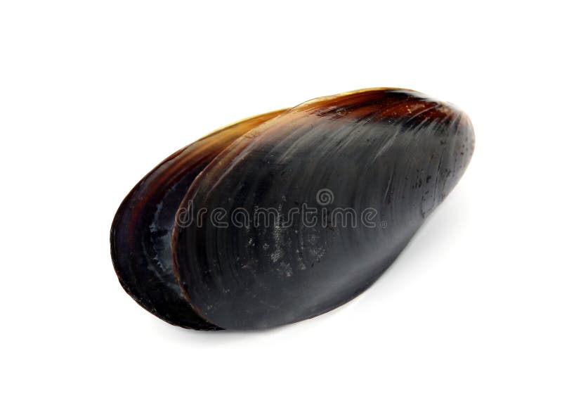 Raw Mussel in Shell Isolated on White Stock Photo - Image of seafood ...