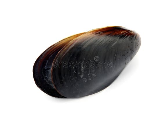 Raw Mussel in Shell Isolated on White Stock Photo - Image of seafood ...