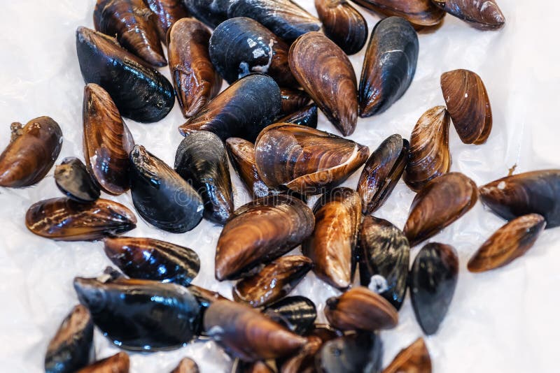 Raw mussels on ice stock image. Image of cold, dinner - 156314887
