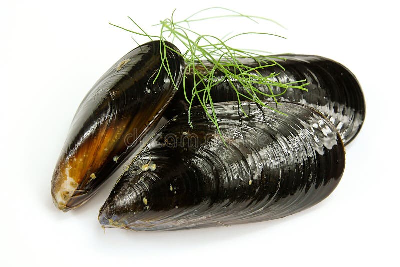 Raw Mussels on a White Background Stock Photo - Image of fish, white ...