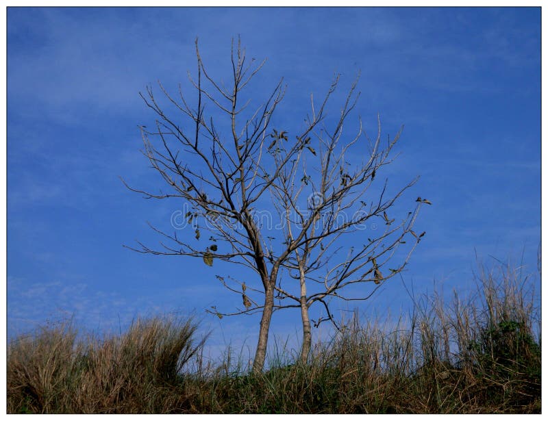 Raw nature stock image. Image of afternoon, grass, beautiful - 124800589