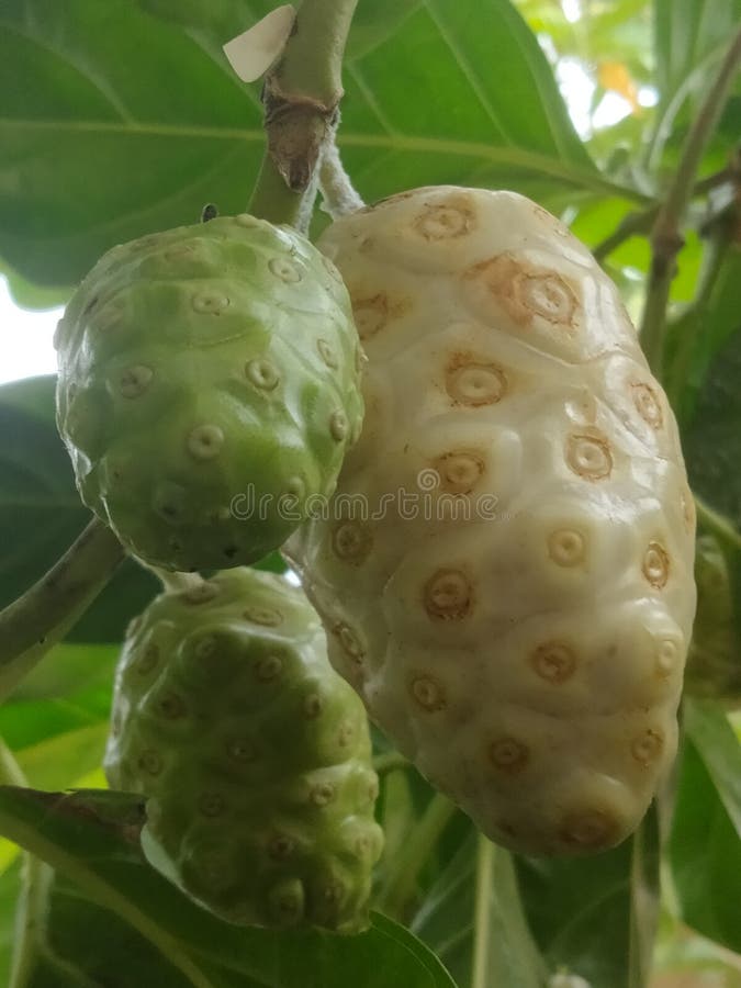 Raw noni fruit stock image. Image of traditional, herbs - 284036077