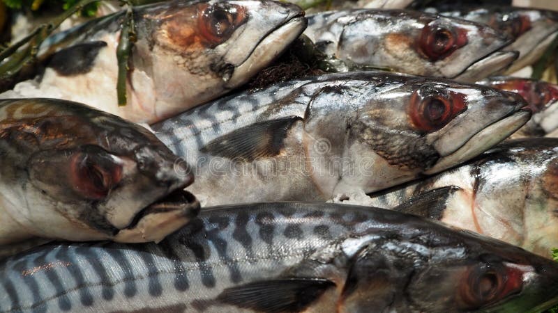 Close Up of Raw Norwegian Saba. No People Stock Image - Image of marine ...