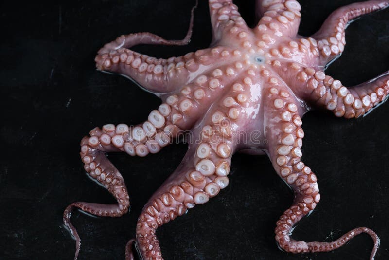Raw octopus stock image. Image of health, cuisine, people - 94140493