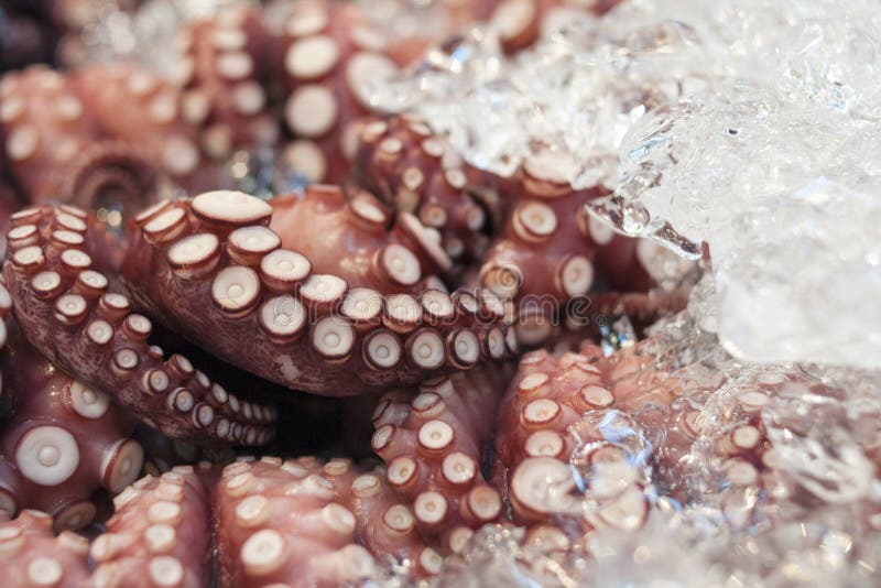 Raw octopus stock image. Image of food, detail, palpus - 30609847