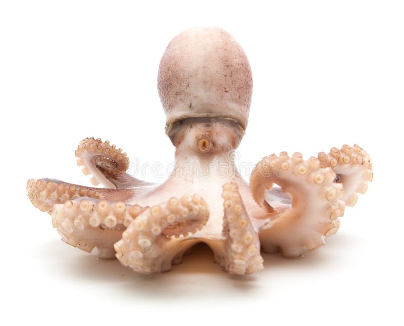 Raw Octopus on White Background Stock Photo - Image of closeup ...