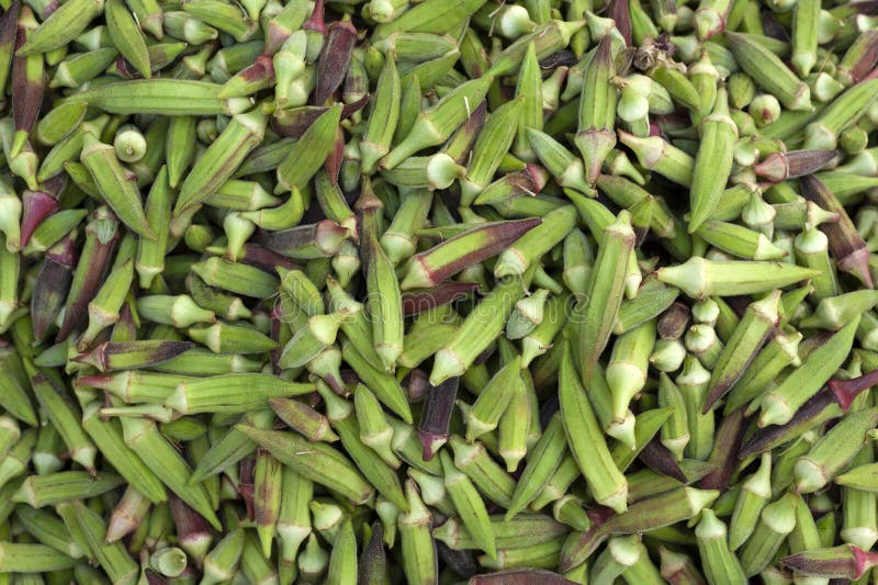 Raw okra, gumbo. stock photo. Image of healthy, fruit - 231166688