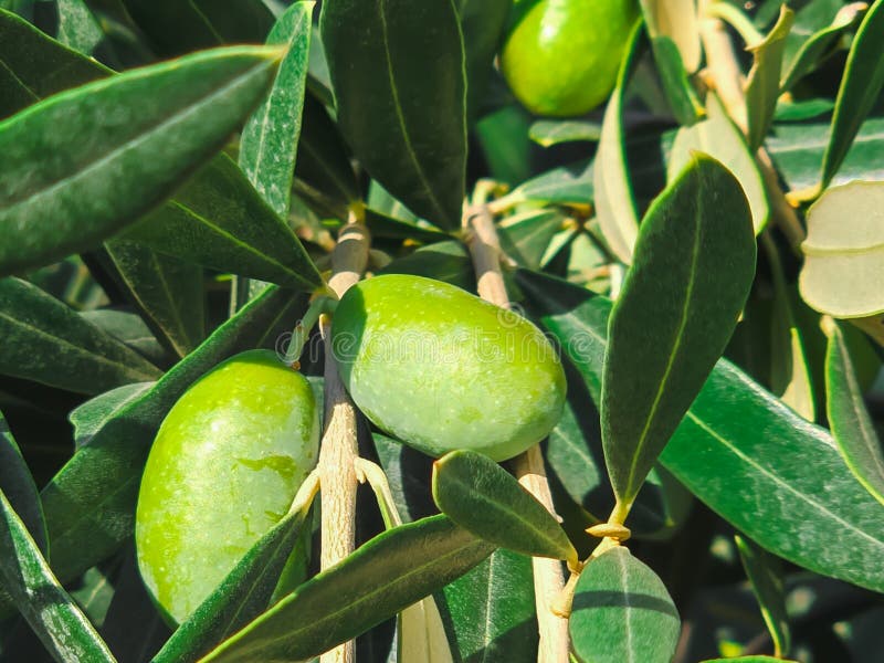 Raw Olives on the Branches of the Olive Tree Stock Image - Image of ...