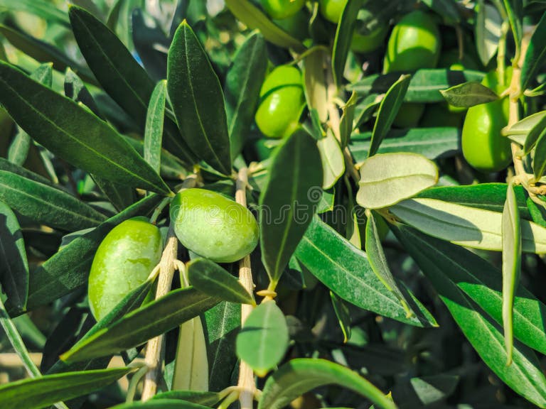 Raw Olives on the Branches of the Olive Tree Stock Photo - Image of ...