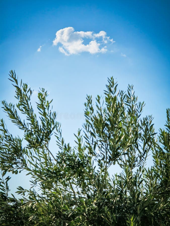 Raw Olives on the Branches of the Olive Tree and a White Cloud in the ...