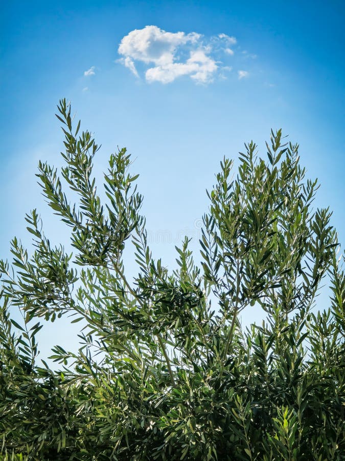 Raw Olives on the Branches of the Olive Tree and a White Cloud in the ...