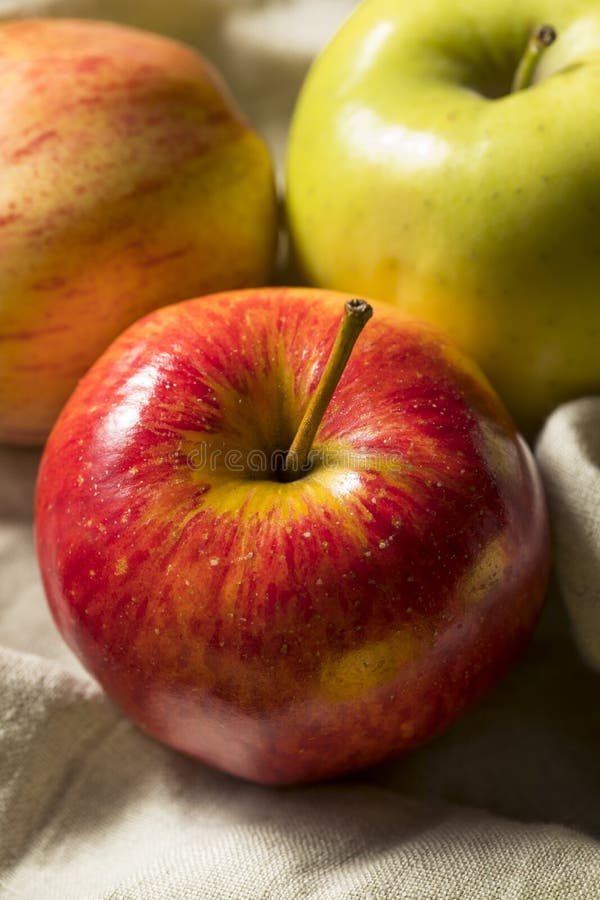 Raw Organic Assorted Apples Stock Image - Image of summer, dessert ...