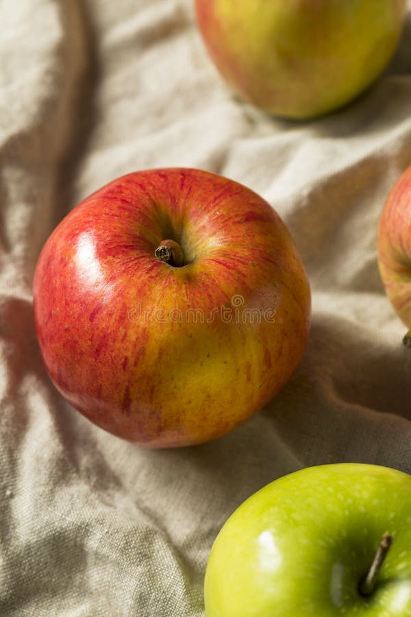 Raw Organic Assorted Apples Stock Image - Image of bunch, ingredient ...
