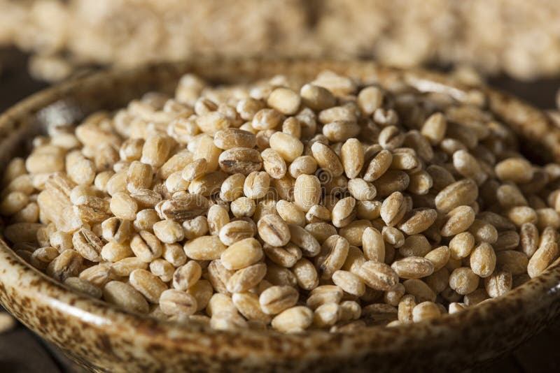 Raw Organic Barley Grain stock photo. Image of food, barley - 47265878