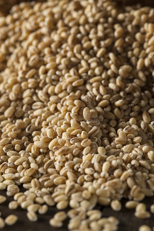 Raw Organic Barley Grain stock photo. Image of food, barley - 47265878
