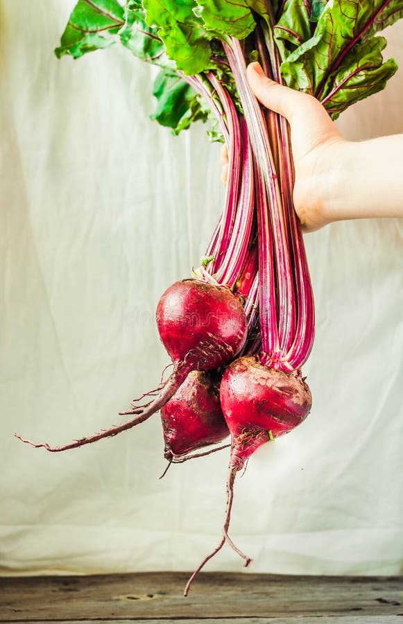Raw Organic Beetroot with Leaves in a Hand on a White Rustic Background ...